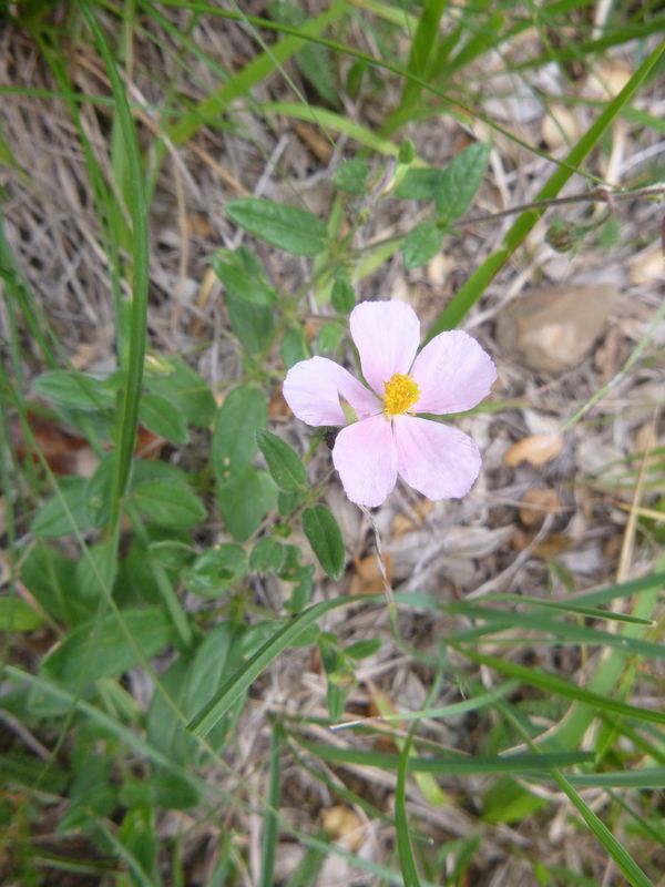 Wild flowers of the Pyrenees Pyrenean rockrose - Helianthemum ...