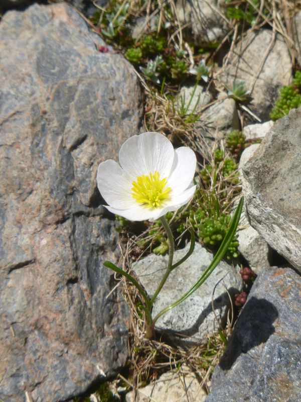 Wild flowers of the Pyrenees Pyrenean buttercup - Ranunculus pyrenaeus ...