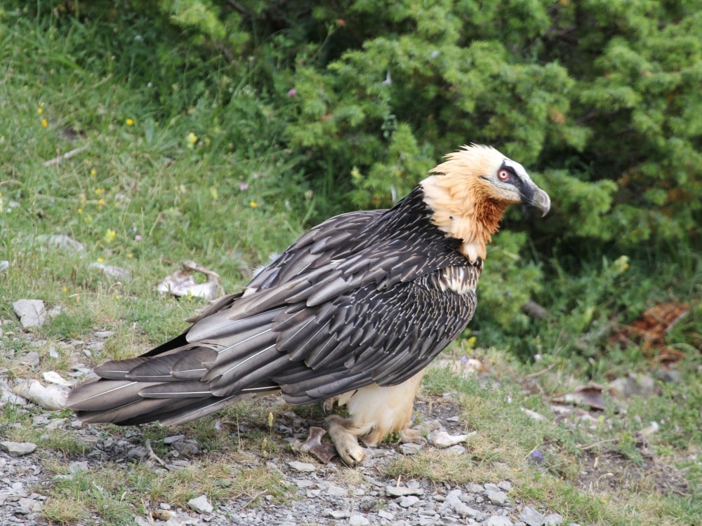 Bearded Vultures in the Pyrenees Lammergeier Pyrenees – Blogging from ...