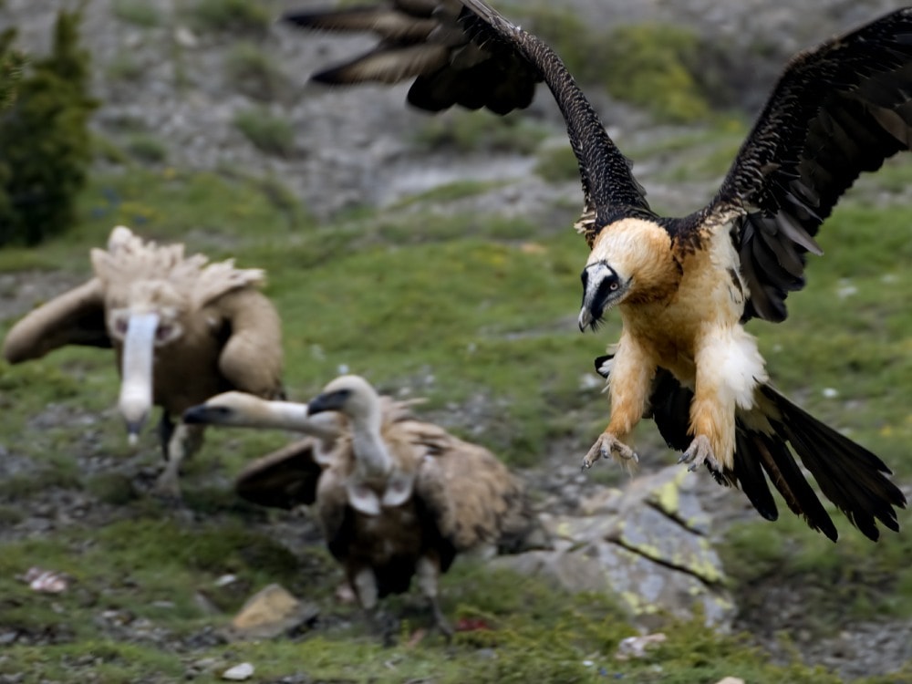 Bearded Vultures in the Pyrenees Lammergeier Pyrenees – Blogging from ...