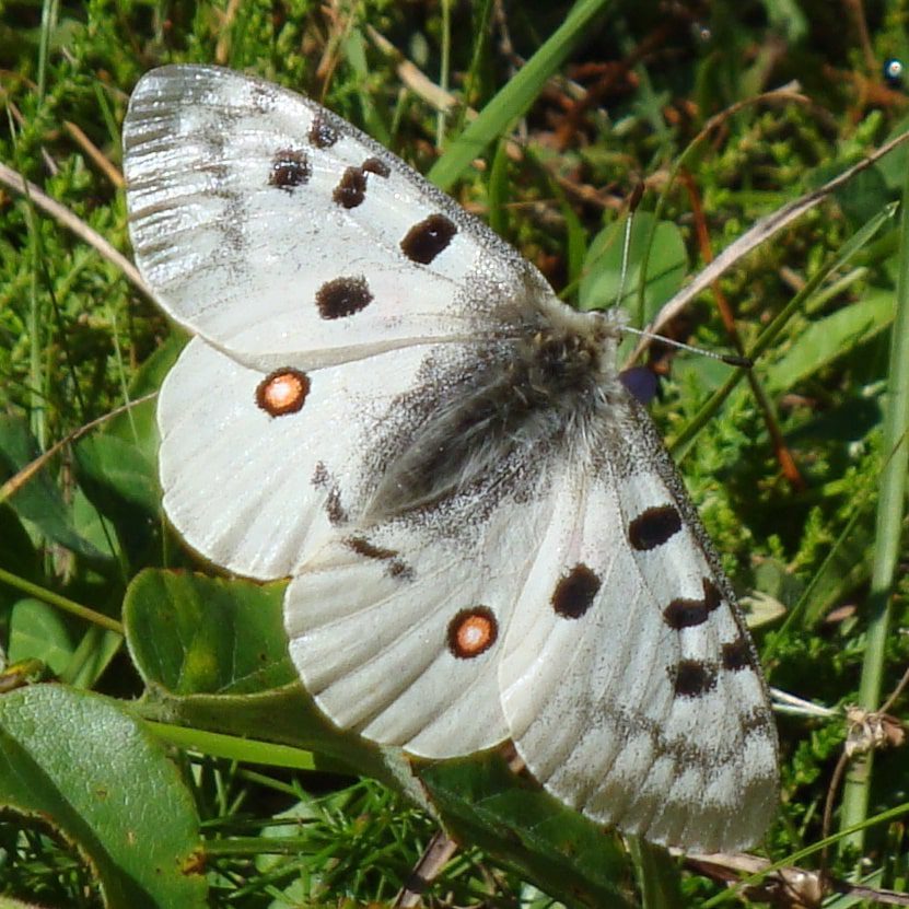 Butterflies of the Pyrenees - Moth and Butterfly Gallery