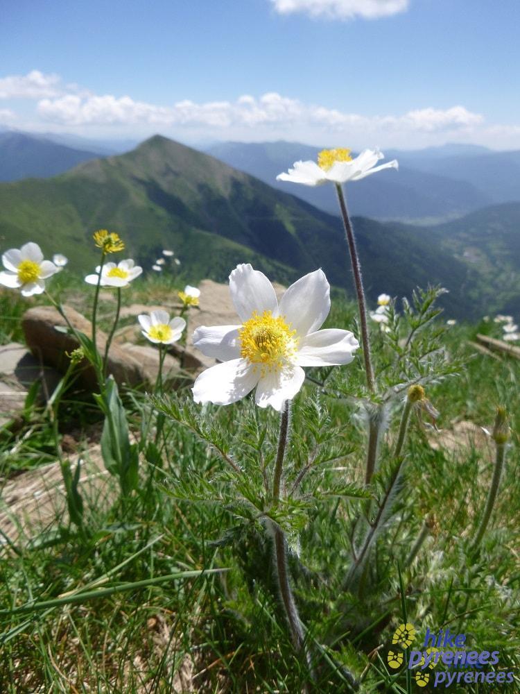 Flora and wild flowers of the Pyrenees