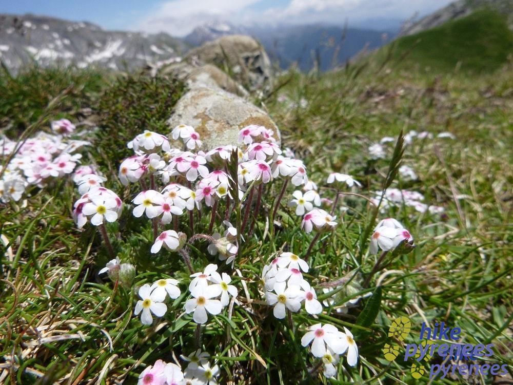 Flora and wild flowers of the Pyrenees