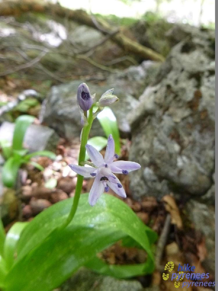 Flora and wild flowers of the Pyrenees